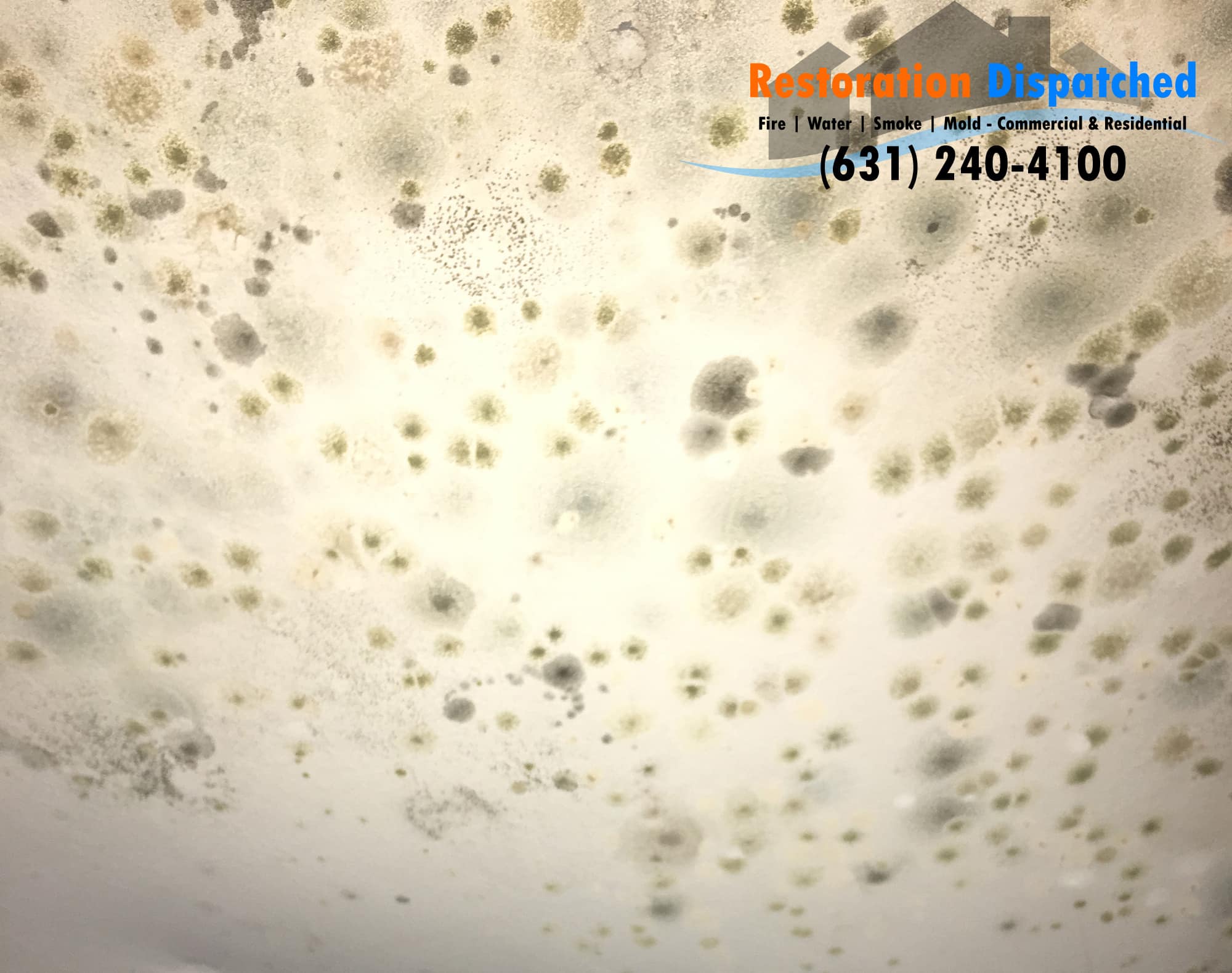 8 Health Problems Caused By Mold | Restoration Dispatched